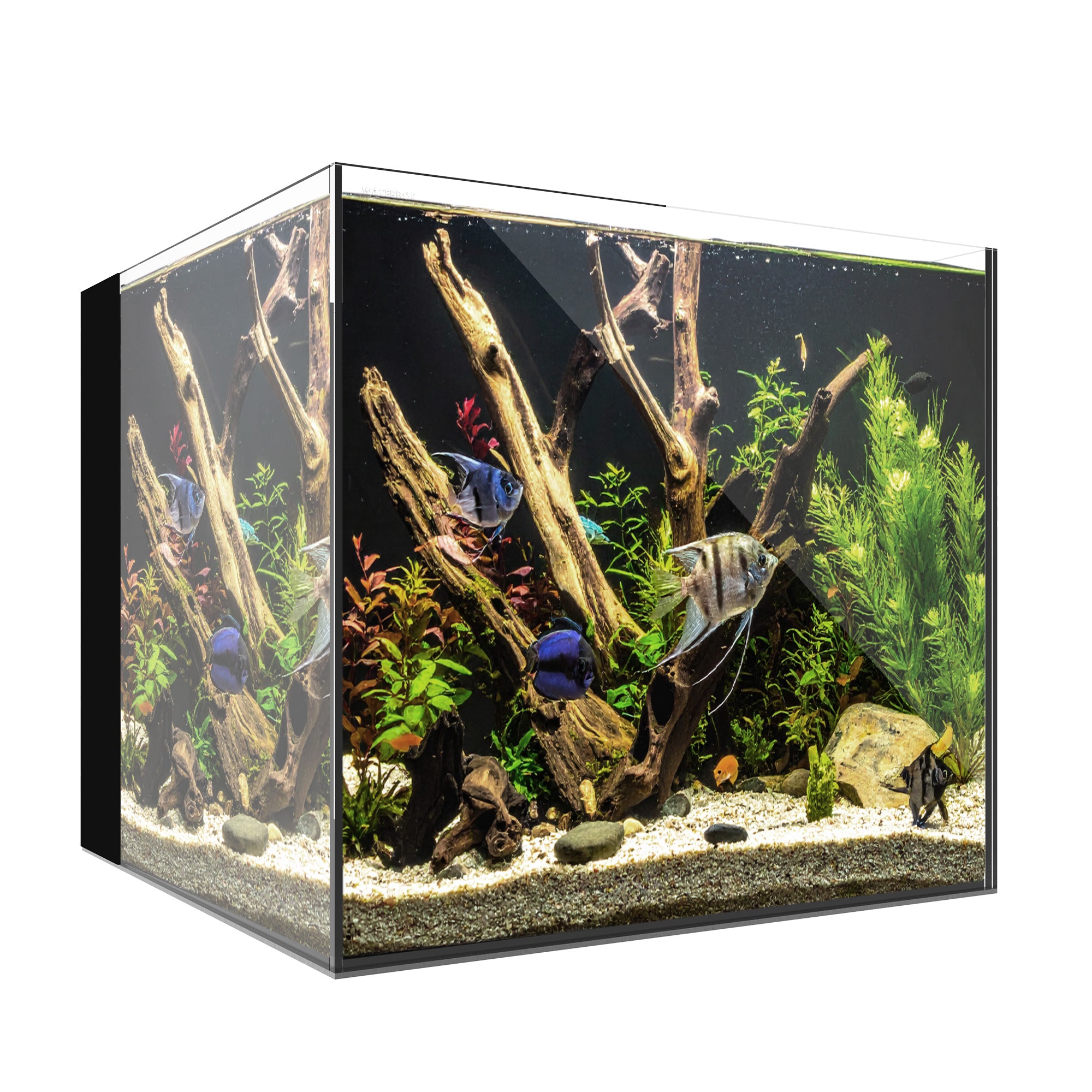 AIO 20 CUBE – Waterbox Aquariums
