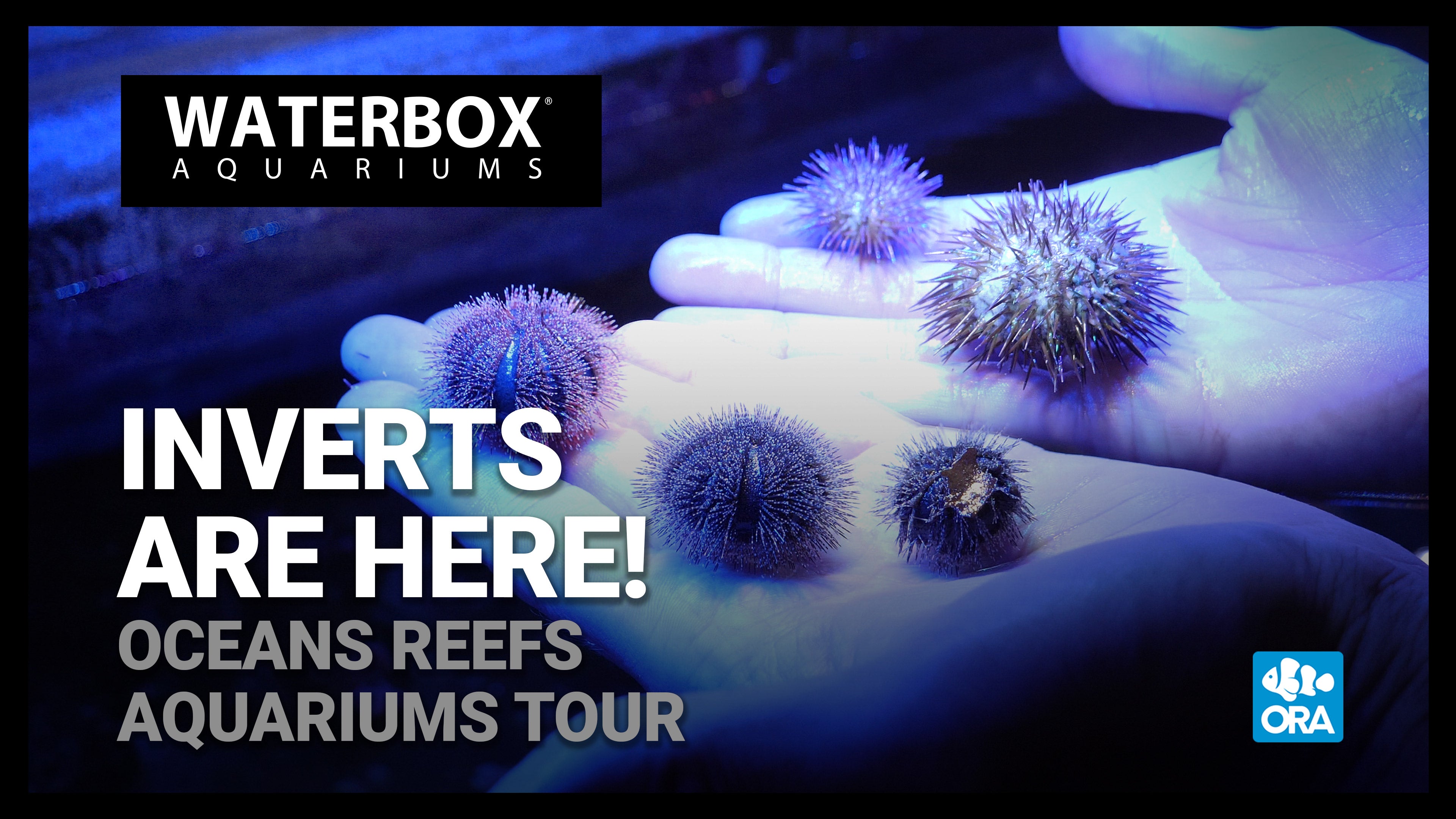 Inverts, ATO and a Tour of ORA | A Guide to All In One Aquariums LIVE