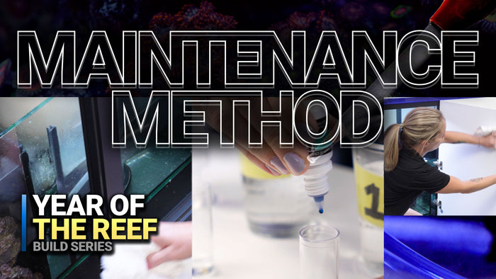 19. Simple Daily, Weekly & Monthly Steps for a Thriving Reef – Waterbox ...