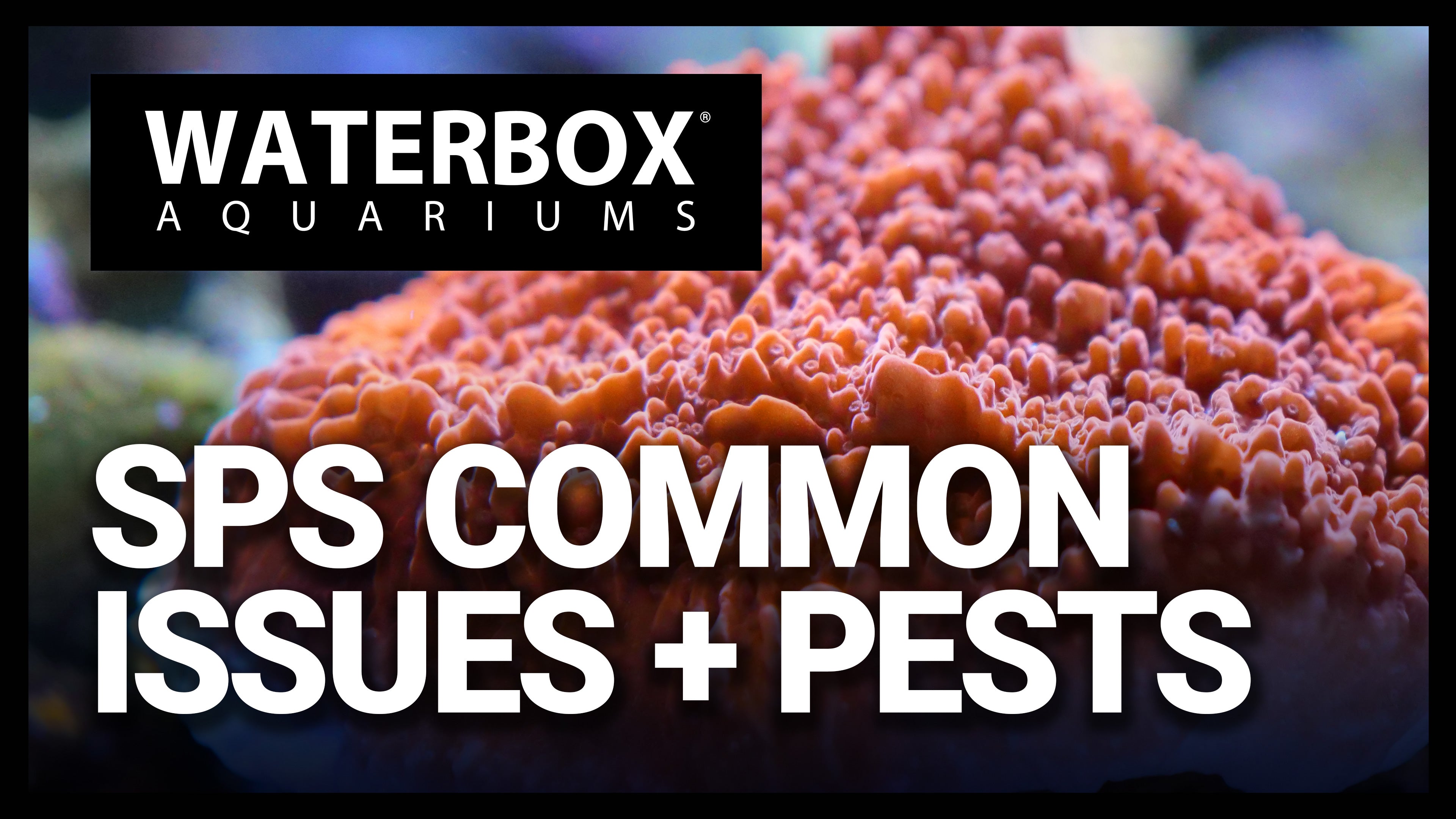Signs of Pests and Distress in SPS Coral: What to Look For. – Waterbox ...