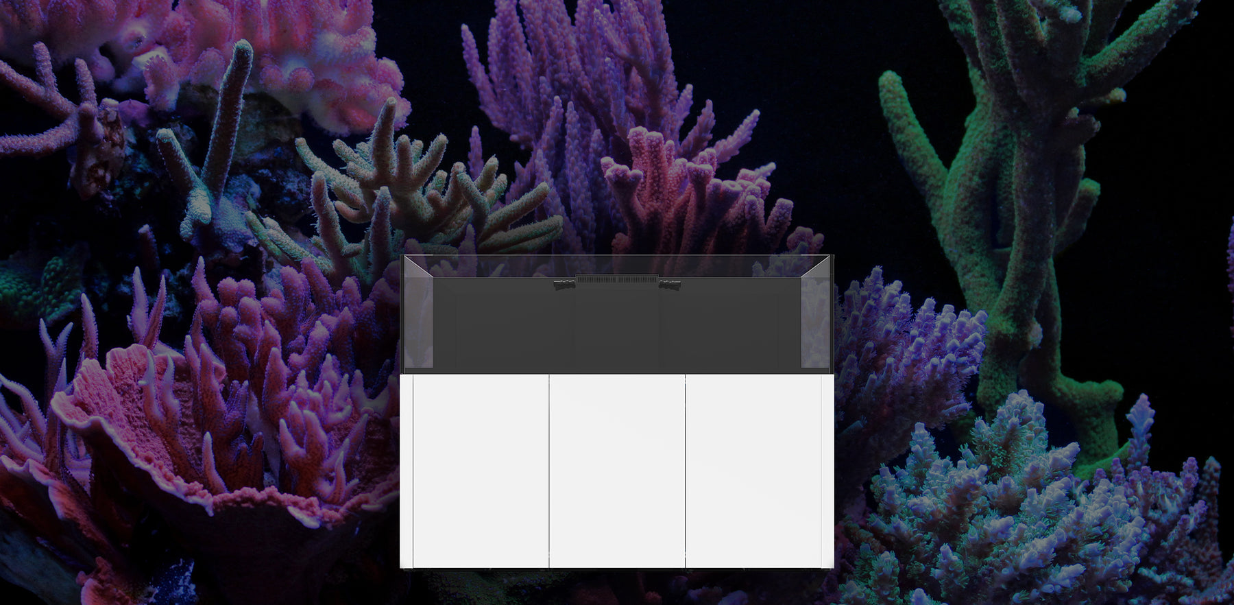 A Guide to Large Reef Aquarium