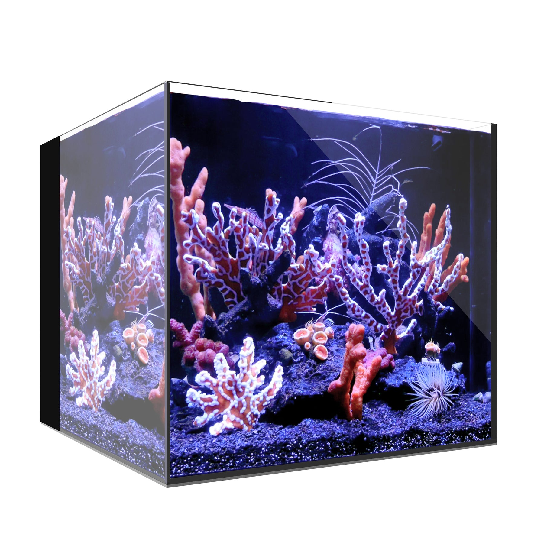 AIO 20 CUBE – Waterbox Aquariums