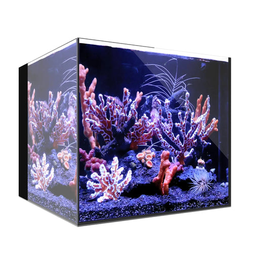 AIO 20 CUBE - Waterbox Aquariums