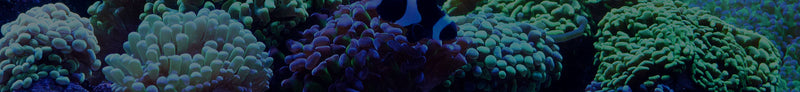 Saltwater and Reef Aquarium Lighting Systems – Waterbox Aquariums