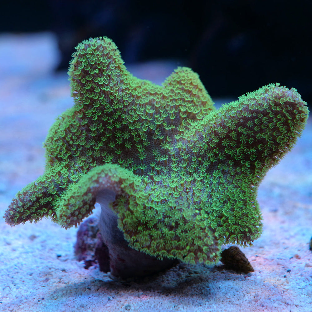 A Guide to Large Reef Aquarium