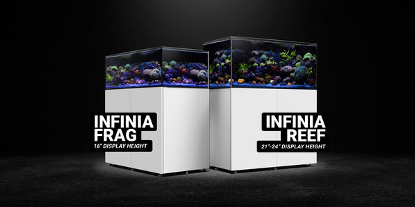 INFINIA Reef 190.5