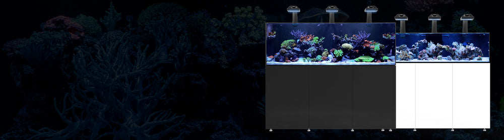Waterbox Aquariums - Freshwater and Saltwater Aquarium Systems