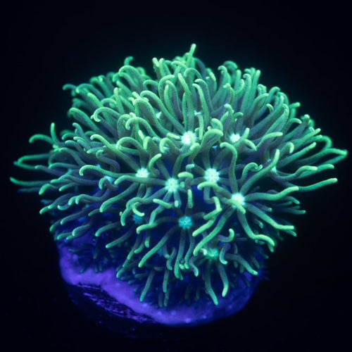 A Guide to Large Reef Aquarium