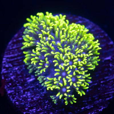 A Guide to Large Reef Aquarium