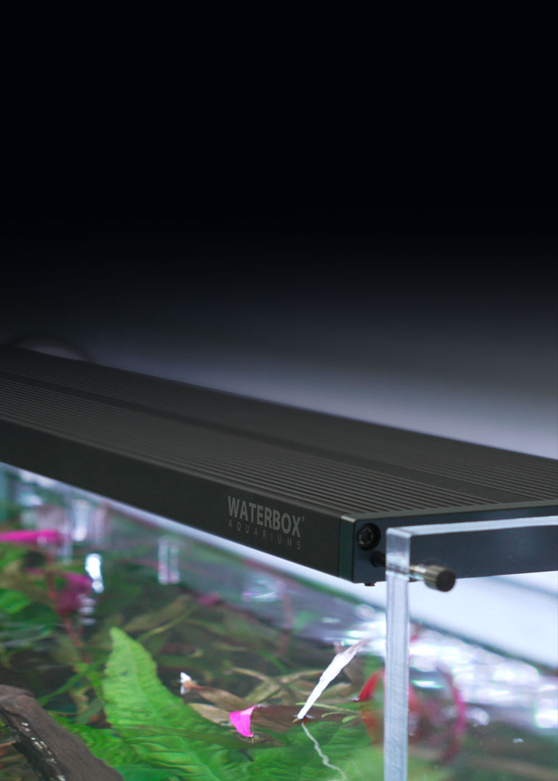 Waterbox Aquariums - Freshwater and Saltwater Aquarium Systems