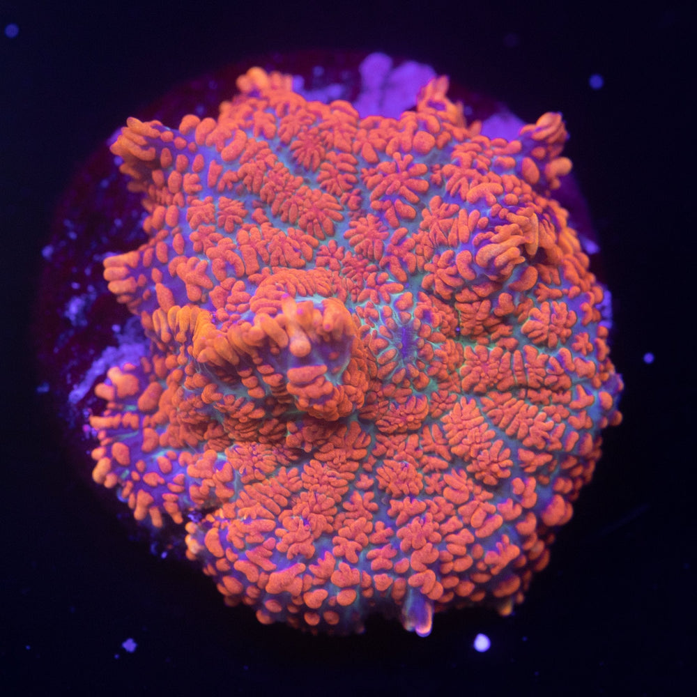 A Guide to Large Reef Aquarium