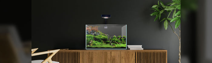 CLEAR MINI