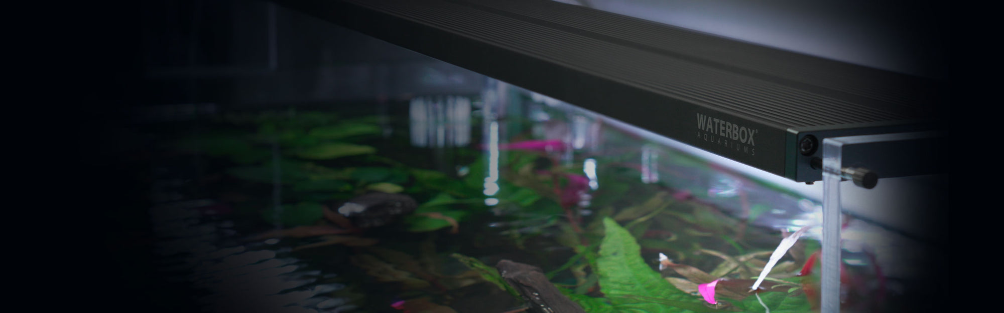 Waterbox Aquariums - Freshwater and Saltwater Aquarium Systems