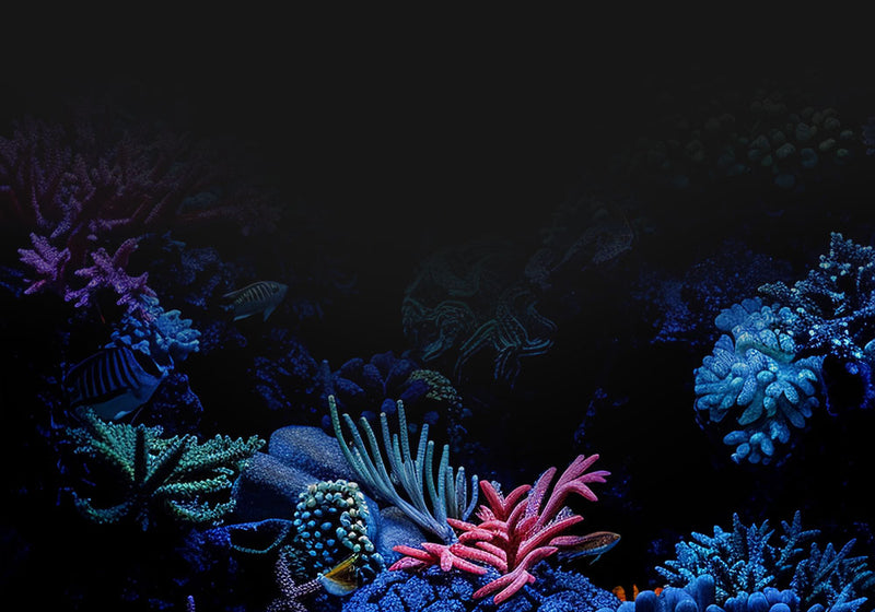 Waterbox Method – Waterbox Aquariums