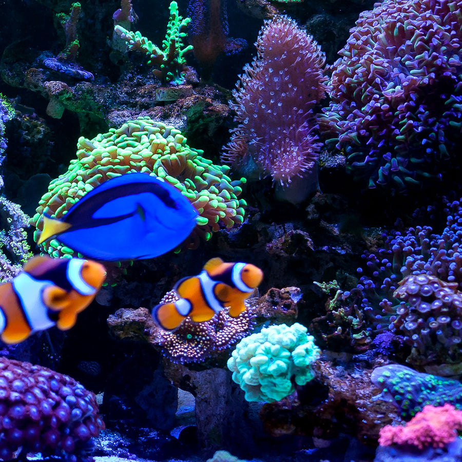 Saltwater Aquarium Supplies – Waterbox Aquariums