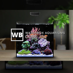 A guide to desktop aquariums